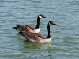 Branta canadensis - Base information espèces introduites