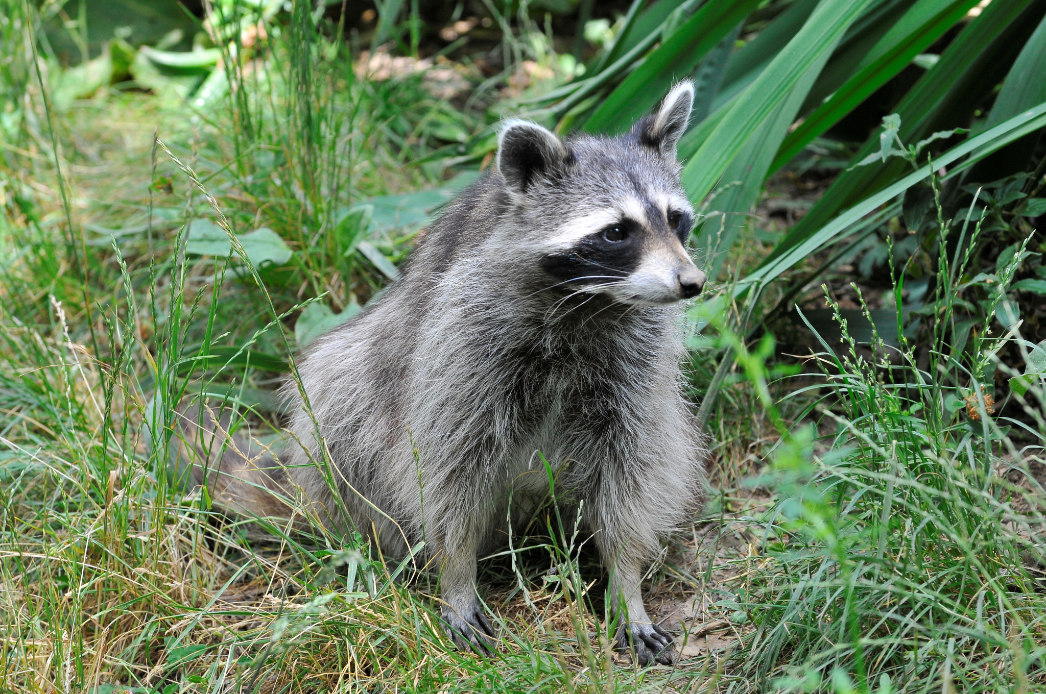 Procyon lotor - Base information espèces introduites