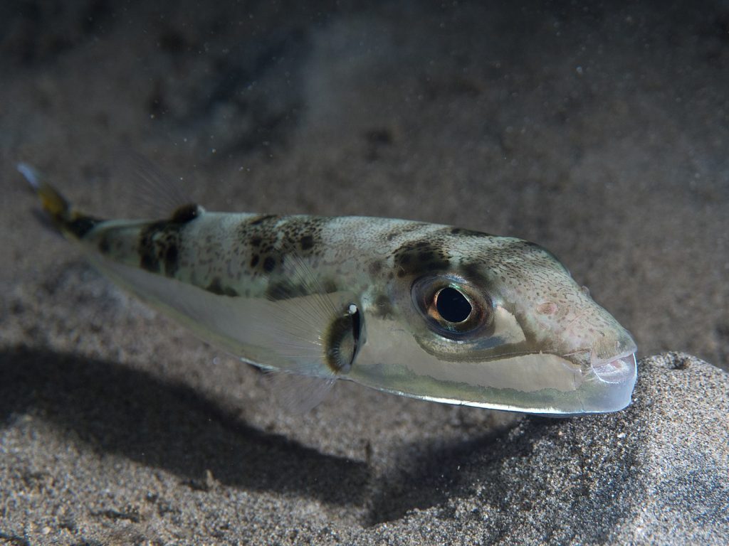 Lagocephalus sceleratus - Base information espèces introduites